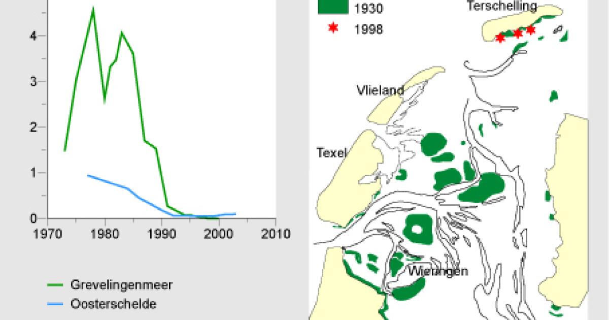Zeegras in Zeeuwse delta en Waddenzee | Compendium voor de Leefomgeving